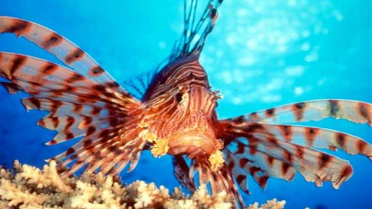 "Health" warns against ticks...I know the most dangerous types of fish ...