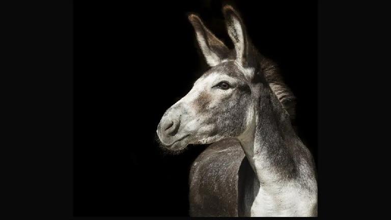 ضبط جزار يبيع لحوم الحمير في شبرا الخيمة صور مصراوى